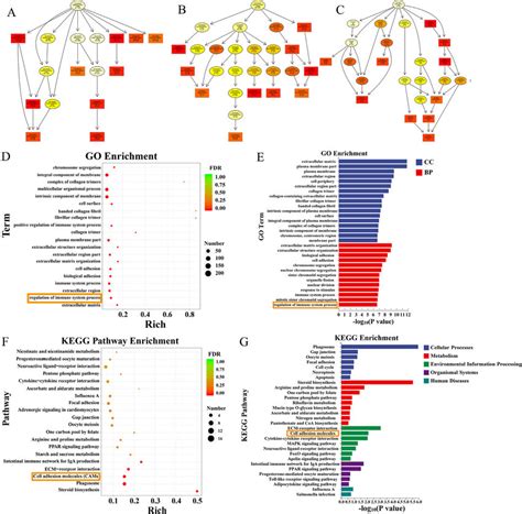 Go And Kegg Analysis Results For The Transcriptome And Proteome