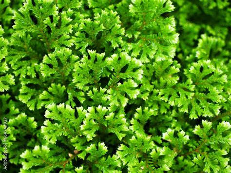 Green Leaf Of Selaginella Tamariscina Moss Plant Selaginella