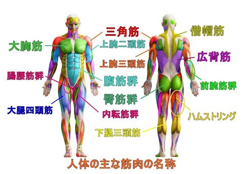 主な筋肉の名前と働き 名称と作用 および部位別の筋力トレーニング種目 FOOD and MUSCLEマズレンコ製作所公式食品栄養成分サイト