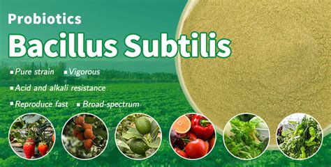 Mycorrhiza Powder Biological Fertilizer Bacillus Subtilis Buy