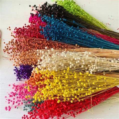 Dried Acacia Bean Preserved Dried Flowers Lazada Ph