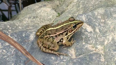 개구리 한마리 바위에서 명상 중 2 연못 Youtube
