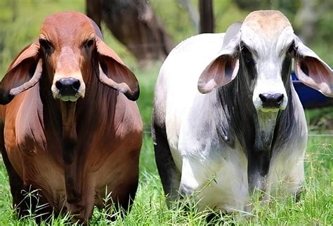 Brahman Blanco Y Brahman Rojo ¿cuál Es Mejor Para Colombia Contexto Ganadero