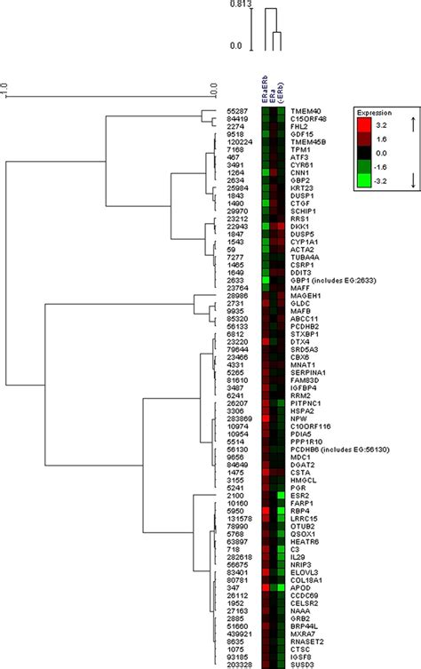 Hierarchical Cluster Analysis Of 73 Differentially Regulated Genes Download Scientific Diagram