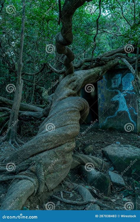 A Tree And Its Roots Protruding Out Of The Ground With A Hut Behind It Stock Image Image Of