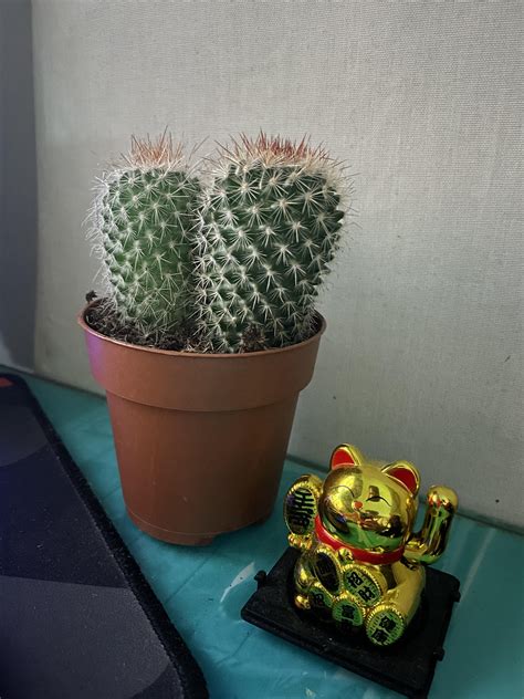 Just Realized I Got Spike And Golden Neko Bea Irl Rbrawlstars