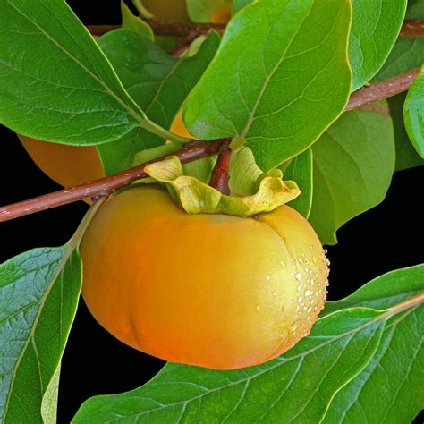 Diospyros Kaki Matsumoto Wase Fuyu Oriental Persimmon Pikirangi Online Garden Centre