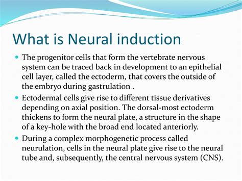 Neural Induction In Human Brain Principles And Processes Pptx