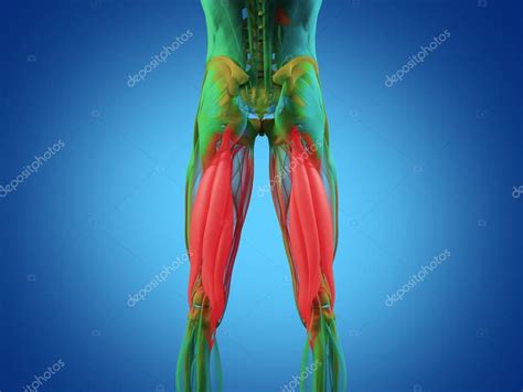 Hamstring Muscle Group Anatomy Model Stock Photo AnatomyInsider 129017646