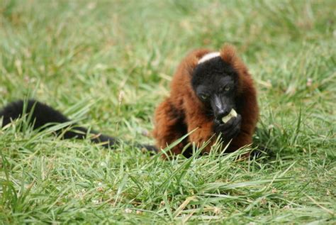 Sivapithecus Bilder Durchsuchen 133 Archivfotos Vektorgrafiken Und Videos Adobe Stock
