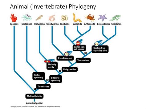 Unlocking The Key Exploring The Answer To Modern Evolutionary Classification 18 2