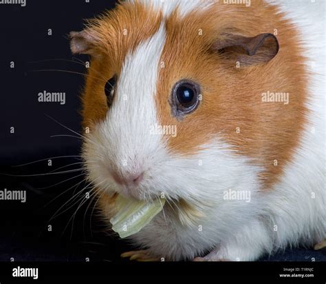 All Creatures Great And Small Stock Photo Alamy