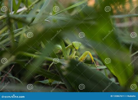 Praying Mantis In The High Grass Stock Image Image Of Grass Praying