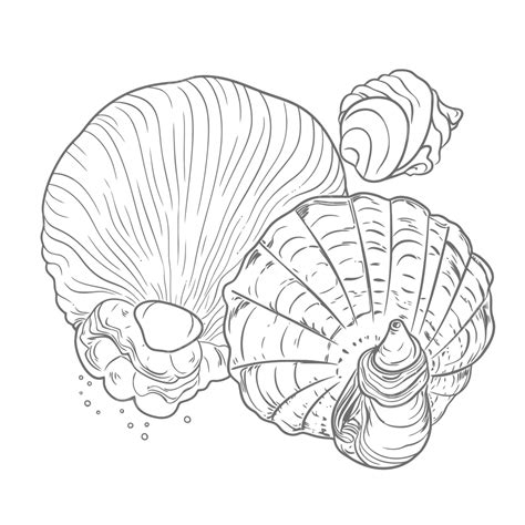 How To Draw Seashells