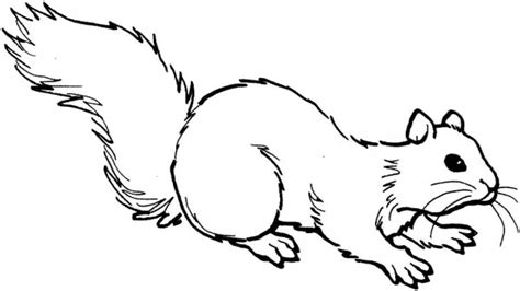 Dibujos De Ardillas Para Colorear Descargar E Imprimir 41 OFF