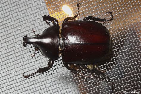 Insect 81 Rhinocerous Beetle Male By Baz35 Insect 81 Rhinocerous Beetle Male By Baz35