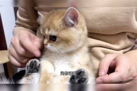 对于欺负妈妈和哥哥的小奶猫只能采取教育为主！！小奶哥哥妈妈