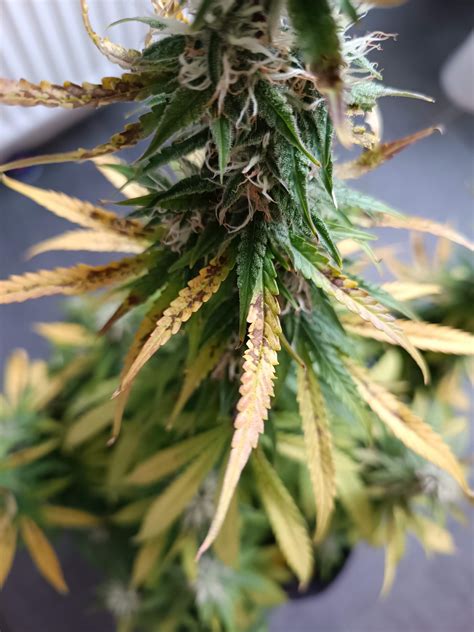 Big Bud Autoflower Nirvana Photos Growdiaries