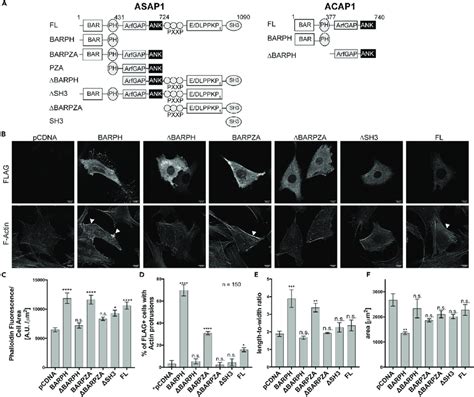 Overexpression Of The Bar Ph Tandem Of Asap1 Induces Aberrant Actin Download Scientific Diagram