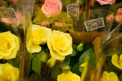 月季花花语大全 花百科