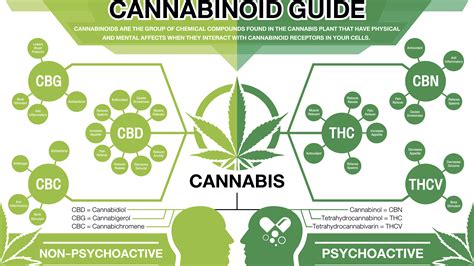 What Is Canabinoid Cbd Questions Answered