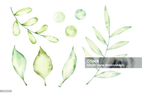 녹색 나뭇가지와 나뭇잎으로 설정된 수채화 디자인과 장식을 위한 그림의 손으로 그린 세트 봄 녹지 가지와 나뭇잎 수채화 질감 개체