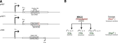 Structure Of Plasmids And The Genetic System A Plasmid Constructs Download Scientific