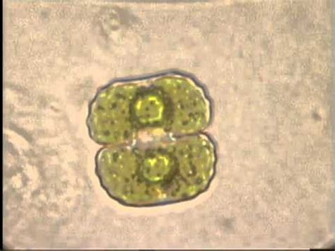 Binary Fission Of Bacteria YouTube