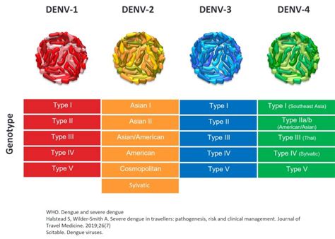 Dengue Denguefever Dengueacademy Serotypes Dengue Academy