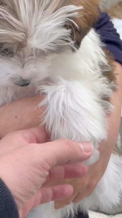 추운 겨울에 왔는데 이제 봄이네🌸 헤어짐은 늘 아쉽다 초코야🤍 Youtube