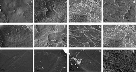 Sem Micrographs Of Hdpe And Its Nanocomposites With Bhx Kaolin Clay Download Scientific