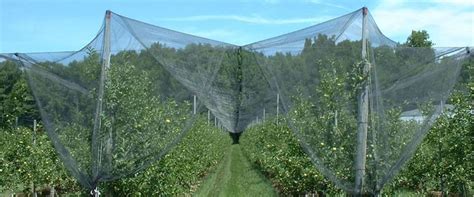 hail netting protecting your crops fruit trees and gardens