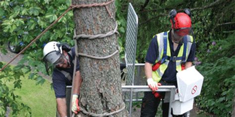 Guide For Mewp Use By Tree Surgeons Khl Group