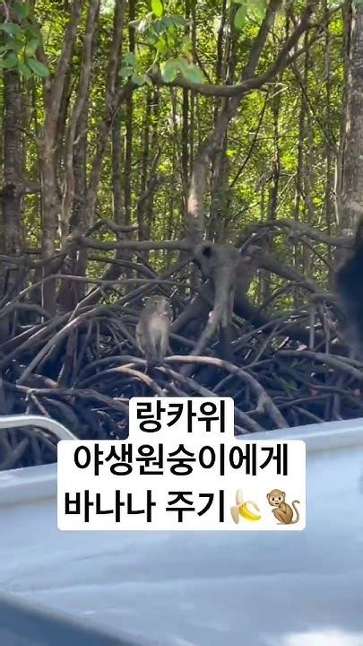 랑카위 야생원숭이에게 바나나 주기🍌🐒 Youtube