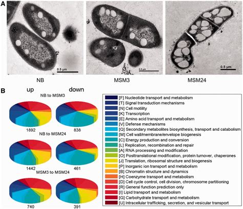 Whole Genome Differential Expression Analysis A Em Images