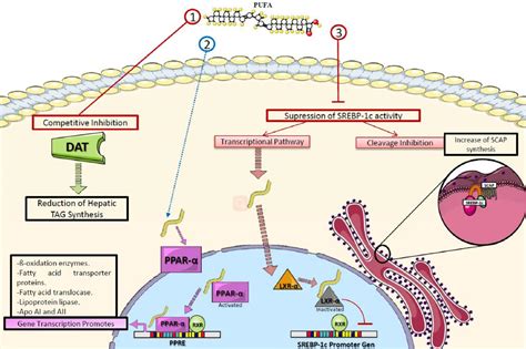 Polyunsaturated Fatty Acids