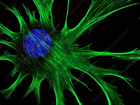 Fibroblast Fluorescent Micrograph Stock Image C053 5531 Science Photo Library