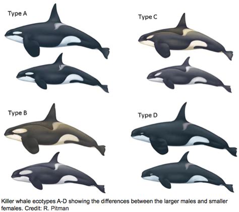 Whale Dolphin Hybrid