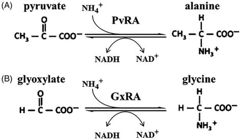 Alanine To Pyruvate