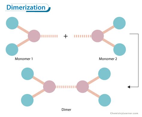 Dimerization Definition Types Examples And Applications