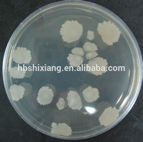 Probiotic Bacillus Subtilis Feed Additive High Quality Probiotic Bacillus Subtilis Feed