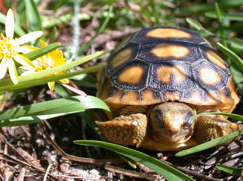 Gopher Tortoise Ecosystem Engineers Naples Botanical Garden Gopher Tortoise Ecosystem Engineers Naples Botanical Garden