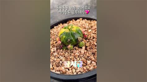 동글동글 귀여운 담시금 다육 Succulent 다육식물 Plants 다육이 Cactus 반려식물 다육마루 Youtube