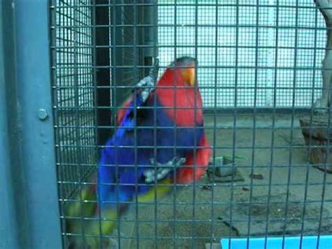 オトメズグロインコ江戸川区自然動物園 YouTube