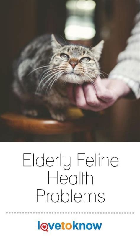 Elderly Cat Health Problems Symptoms At Evie Rounsevell Blog