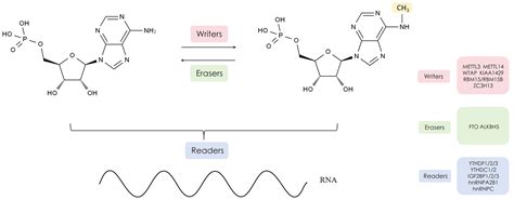 The Role Of N6 Methyladenosine Modification In Neurodegenerative Diseases