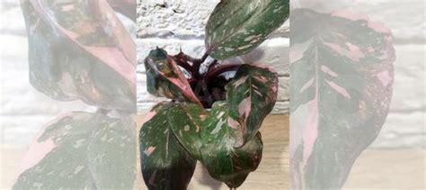 Растения для дома купить в Воронеже Товары для дома и дачи Авито