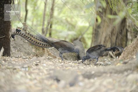 コトドリ 求愛 Superb Lyrebird