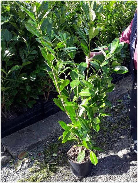 Laurel Hedging Park Lane Plants Burnley
