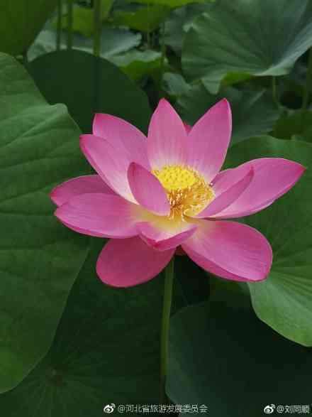 花之君子蓮花盛開 每日頭條